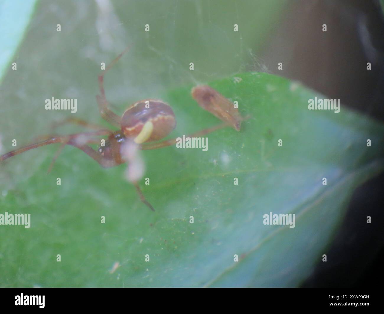 Comb-footed Spiders (Theridiidae) Arachnida Stock Photo - Alamy