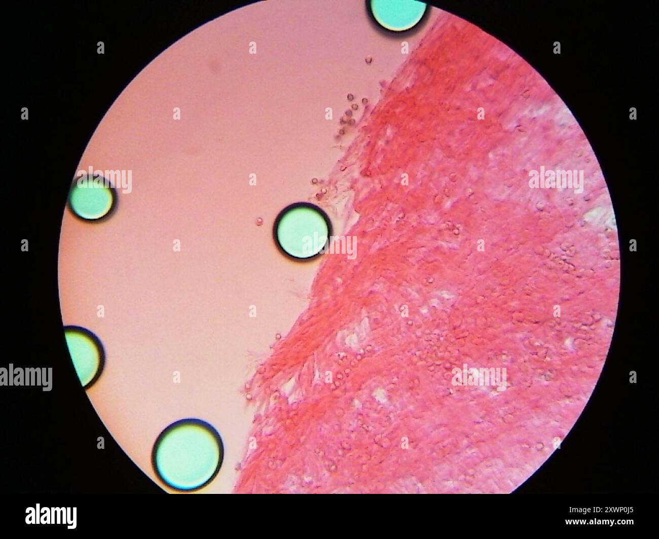 Asian Beauty (Radulomyces copelandii) Fungi Stock Photo - Alamy