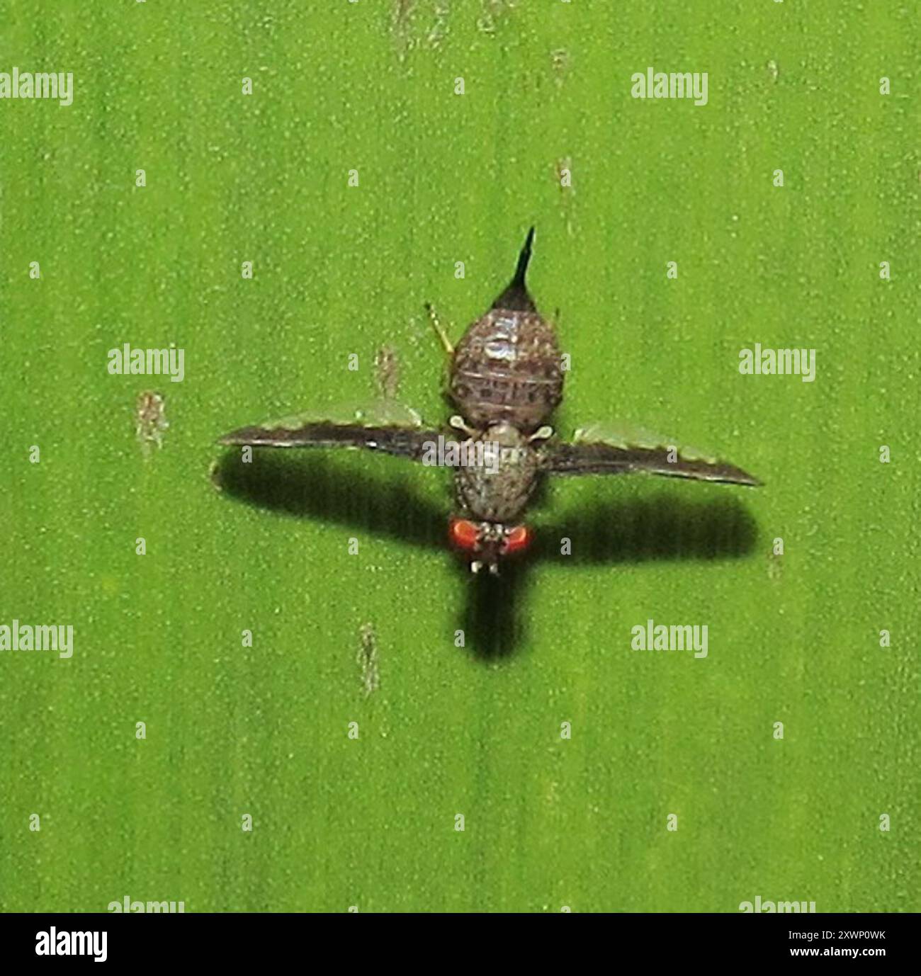 Picture-winged Flies (Ulidiidae) Insecta Stock Photo - Alamy