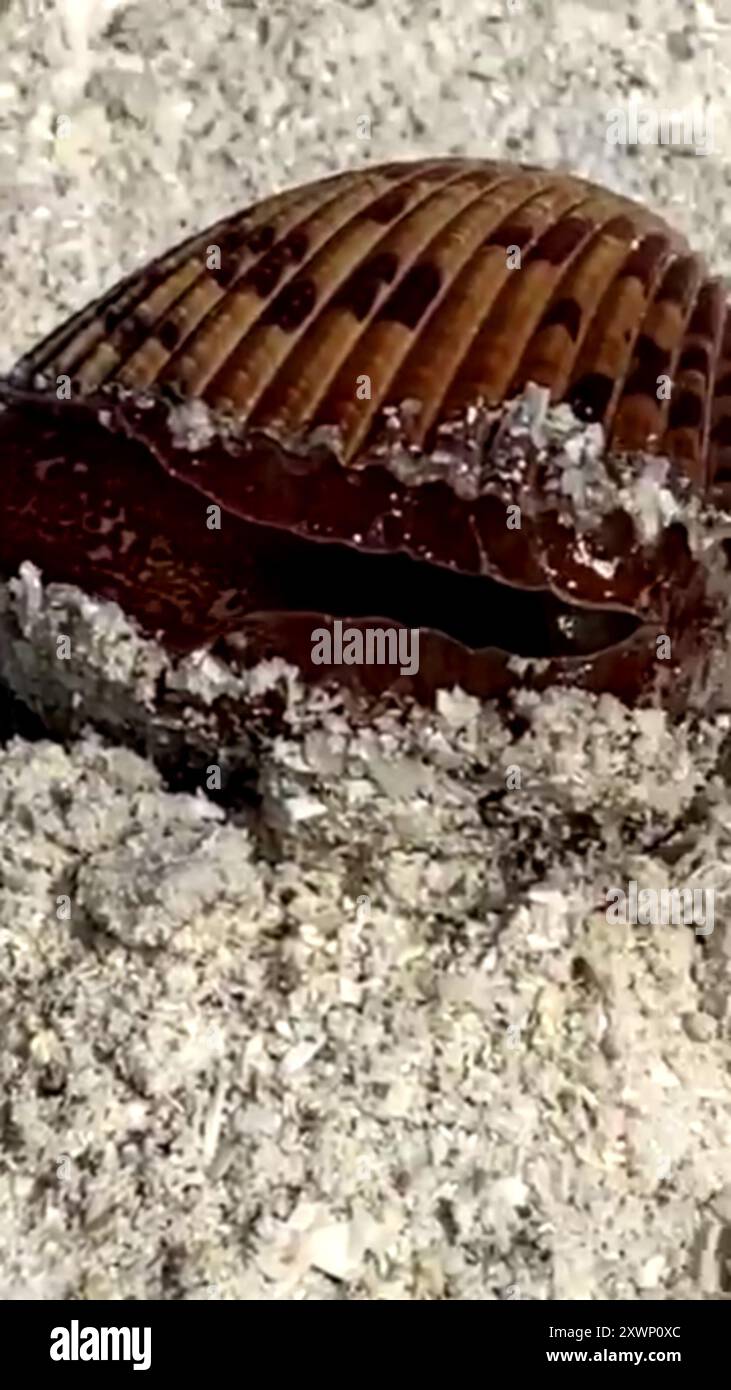 Giant Atlantic Cockle (Dinocardium robustum) Mollusca Stock Photo - Alamy