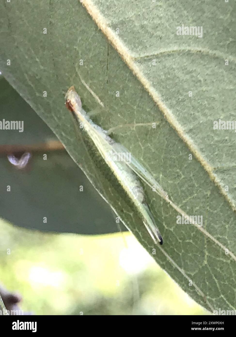 Common Tree Crickets (Oecanthus) Insecta Stock Photo - Alamy