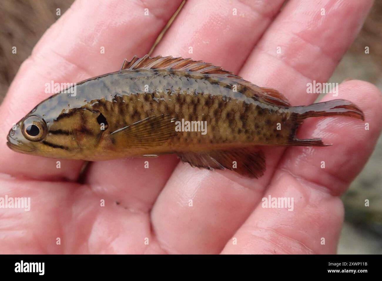 Cape Kurper (Sandelia capensis) Actinopterygii Stock Photo - Alamy