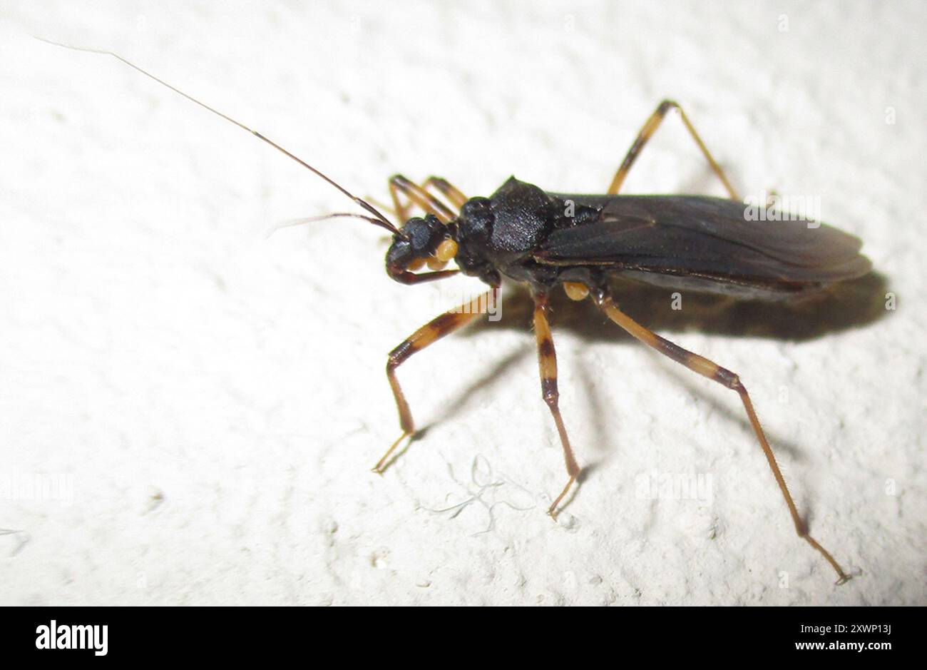 (Reduvius tarsatus) Insecta Stock Photo - Alamy