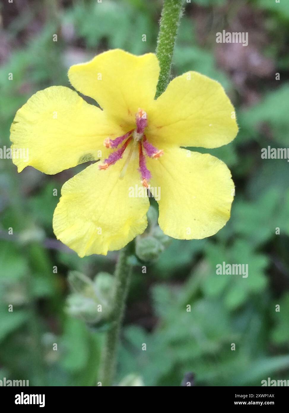 Mullein verbascum sinuatum hi-res stock photography and images - Alamy