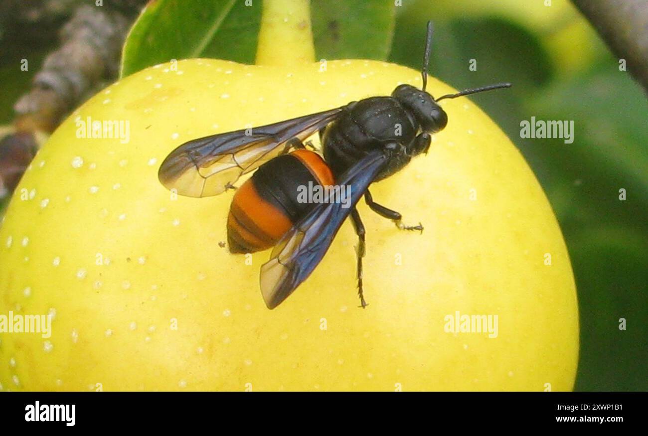 Common Wasp-mimic Bee (Hyleoides concinna) Insecta Stock Photo - Alamy