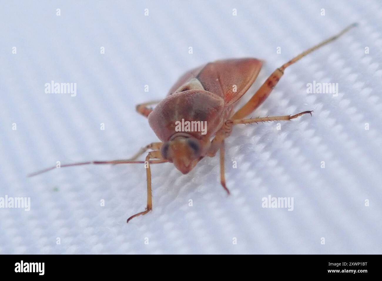 Lygus Bugs (Lygus) Insecta Stock Photo - Alamy
