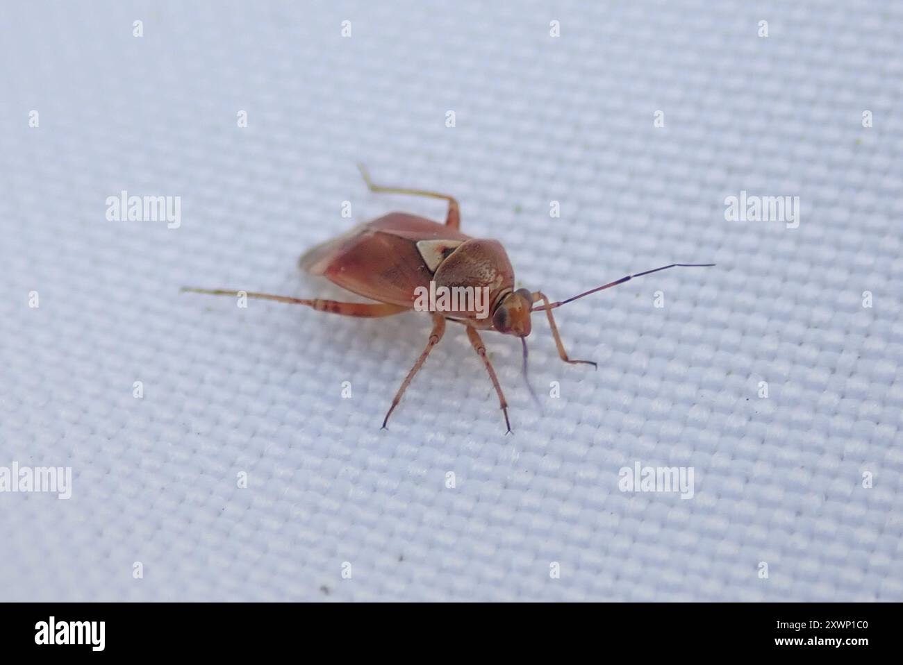 Lygus Bugs (Lygus) Insecta Stock Photo - Alamy