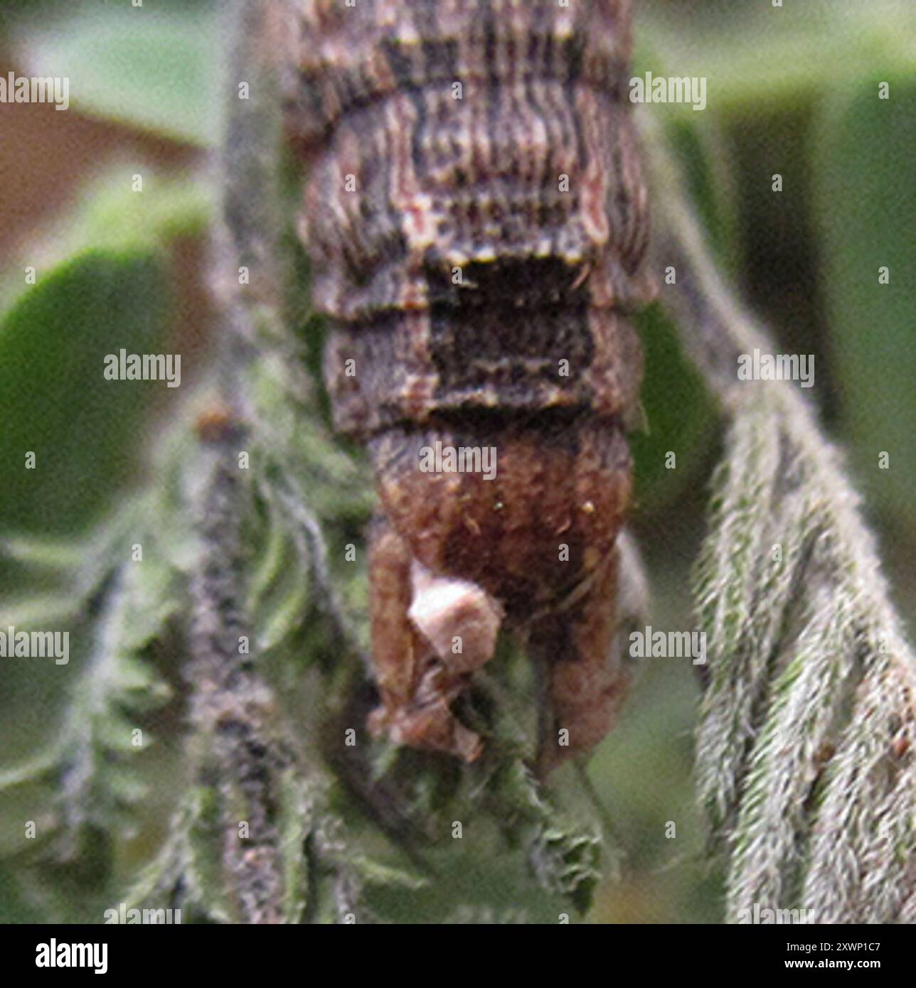 Underwing, Tiger, Tussock, and Allied Moths (Erebidae) Insecta Stock ...