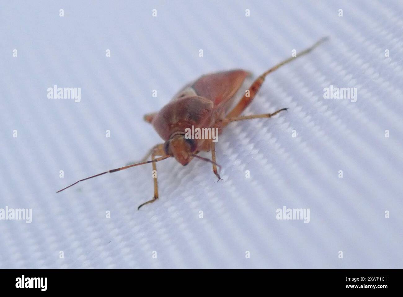 Lygus Bugs (Lygus) Insecta Stock Photo - Alamy