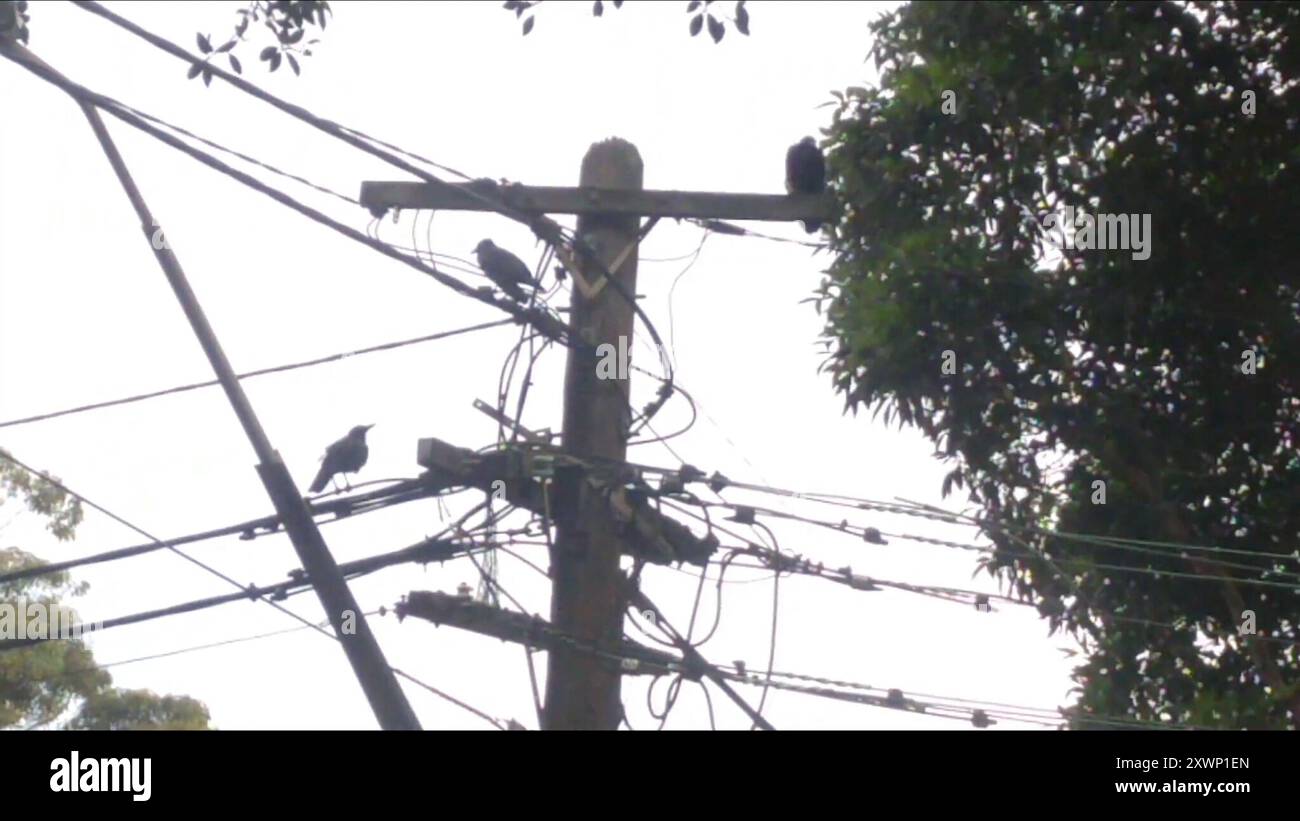 Eastern Australian Raven (Corvus coronoides coronoides) Aves Stock ...