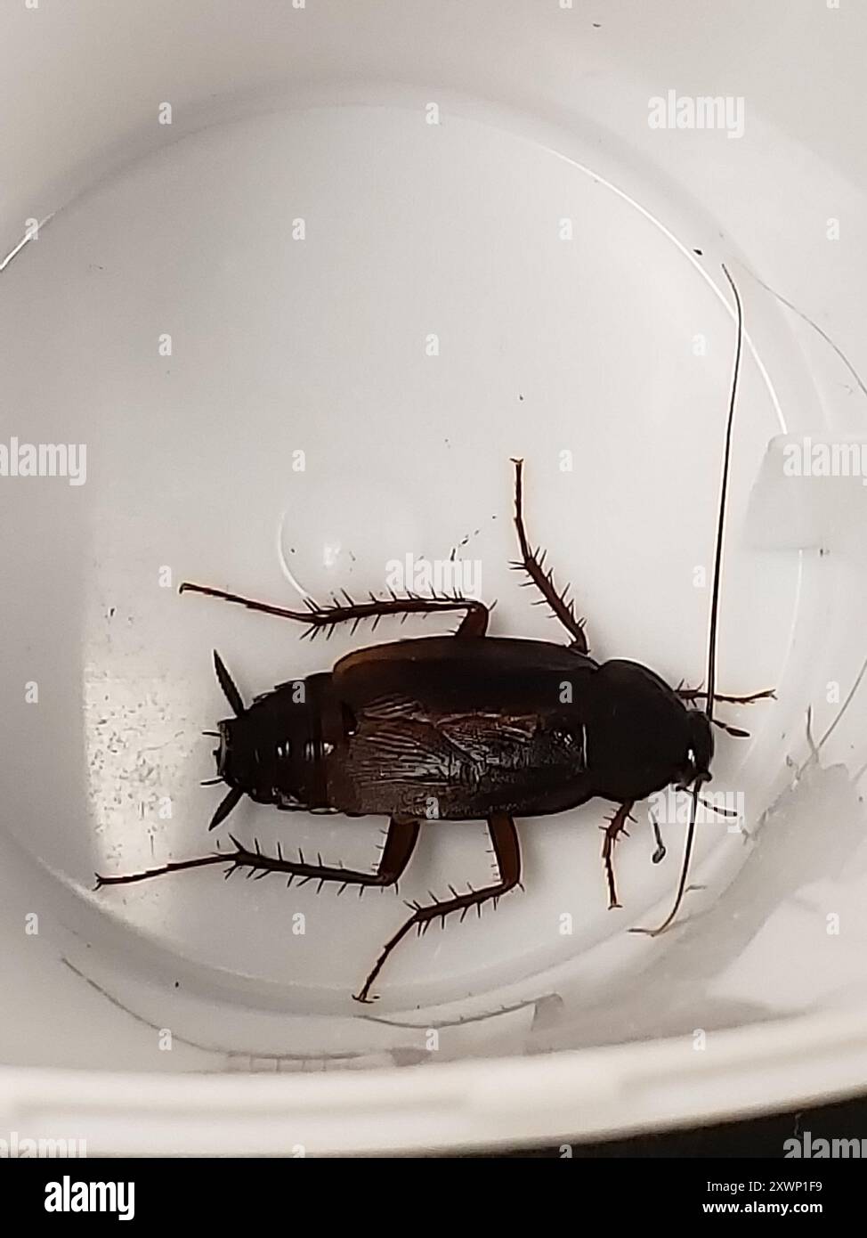 Oriental Cockroach (Blatta orientalis) Insecta Stock Photo - Alamy