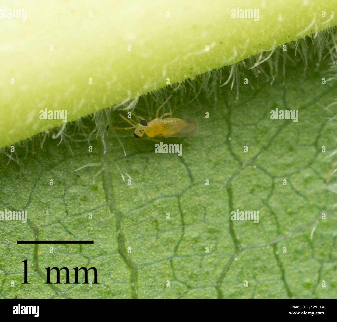 Encarsia hi-res stock photography and images - Alamy