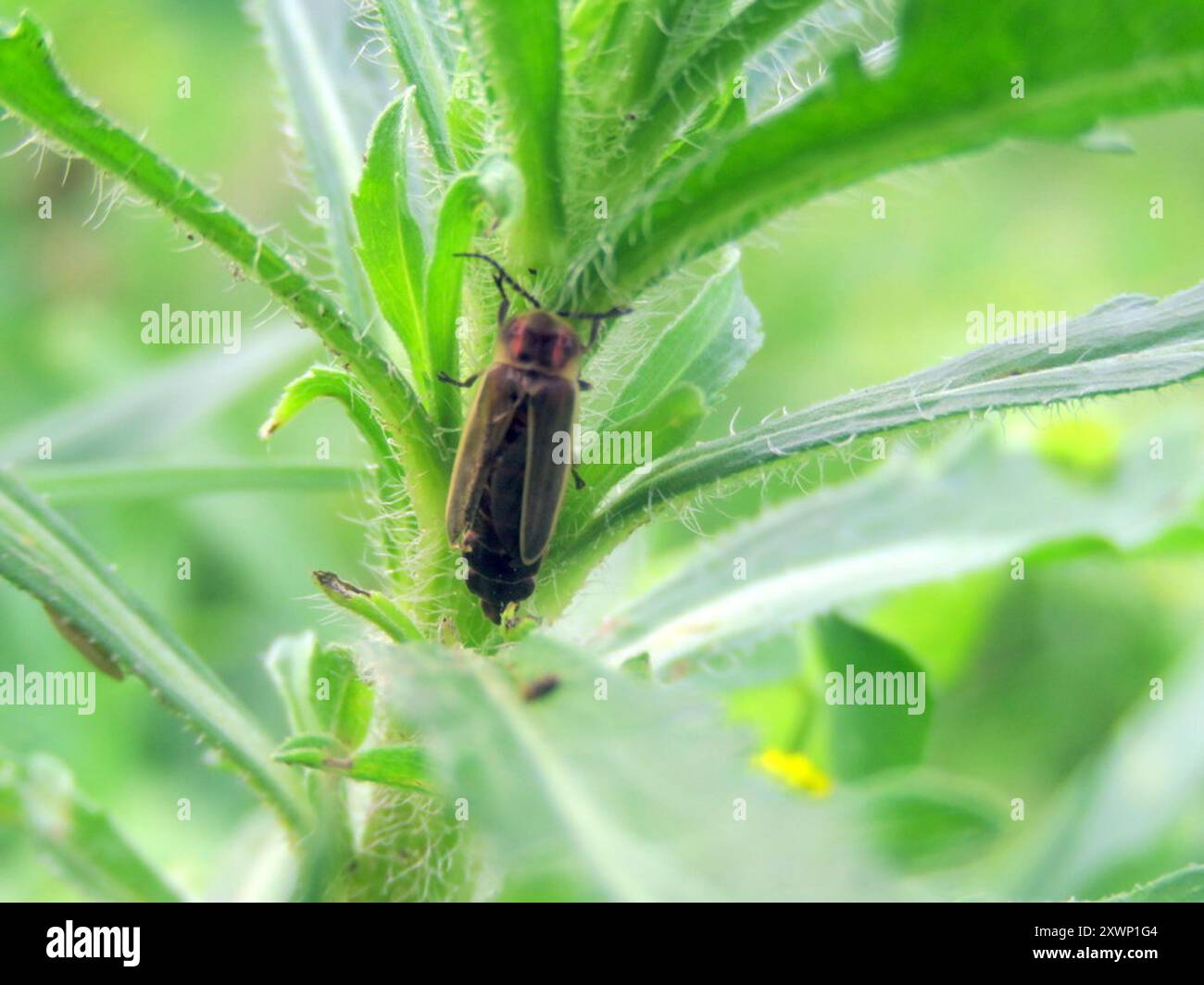 Fireflies (Lampyridae) Insecta Stock Photo - Alamy