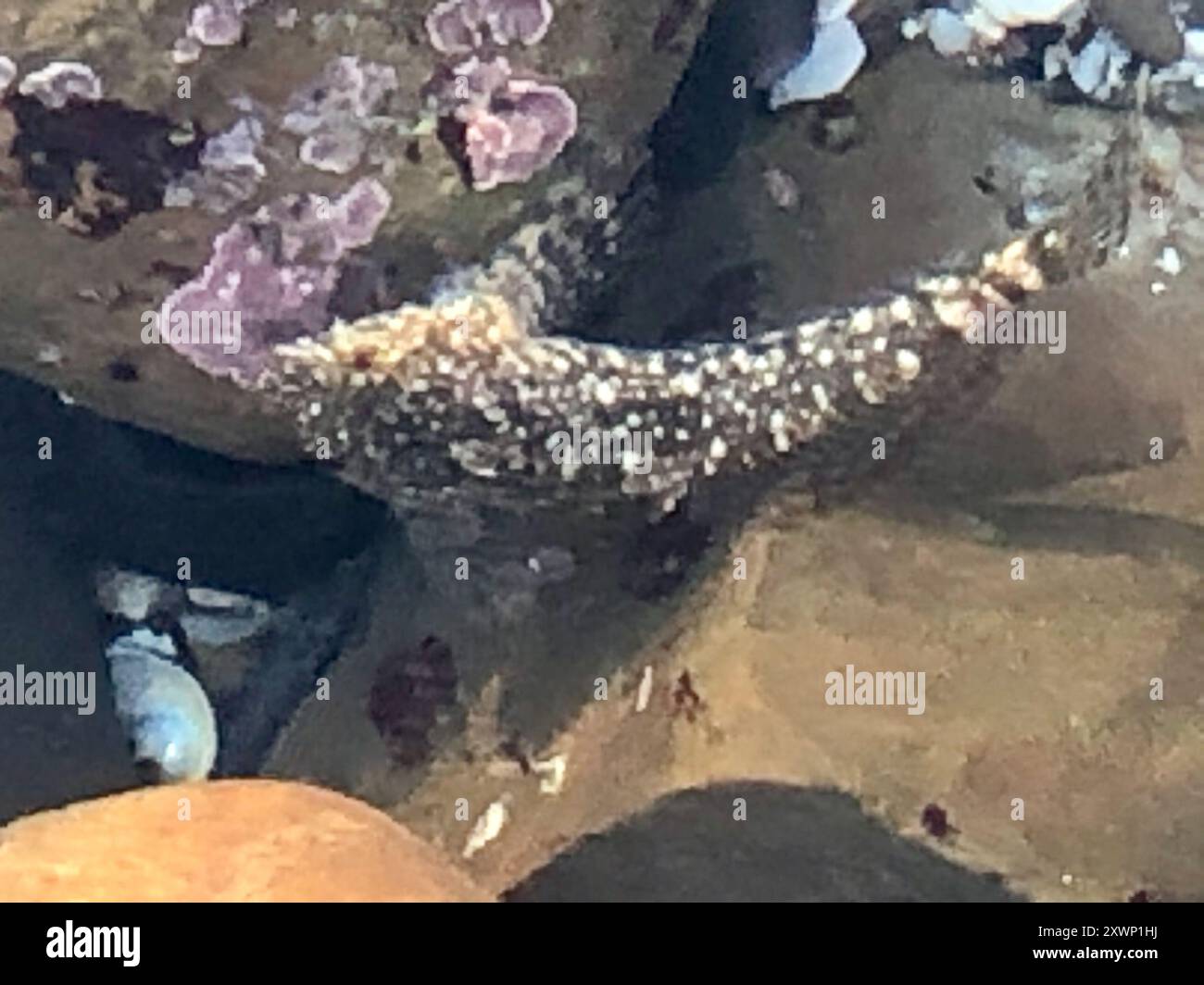 Sculpins and Allies (Cottoidei) Actinopterygii Stock Photo - Alamy