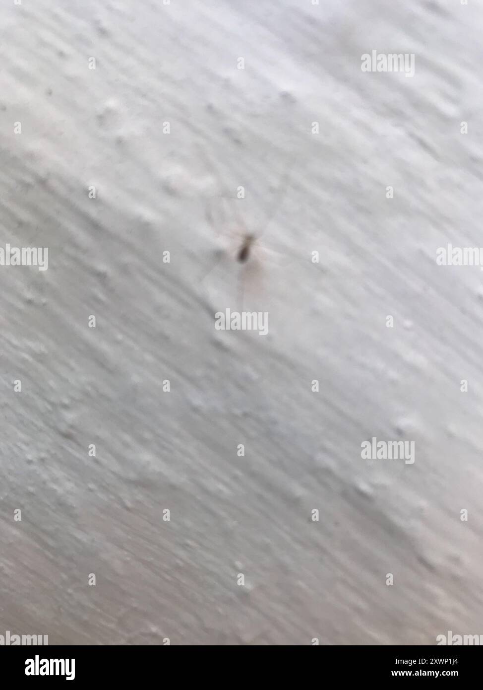 Cellar Spiders (Pholcidae) Arachnida Stock Photo - Alamy