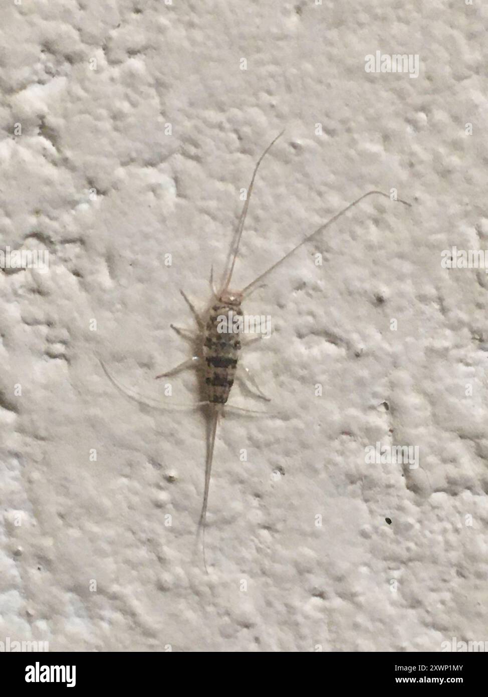 Firebrat hi-res stock photography and images - Alamy