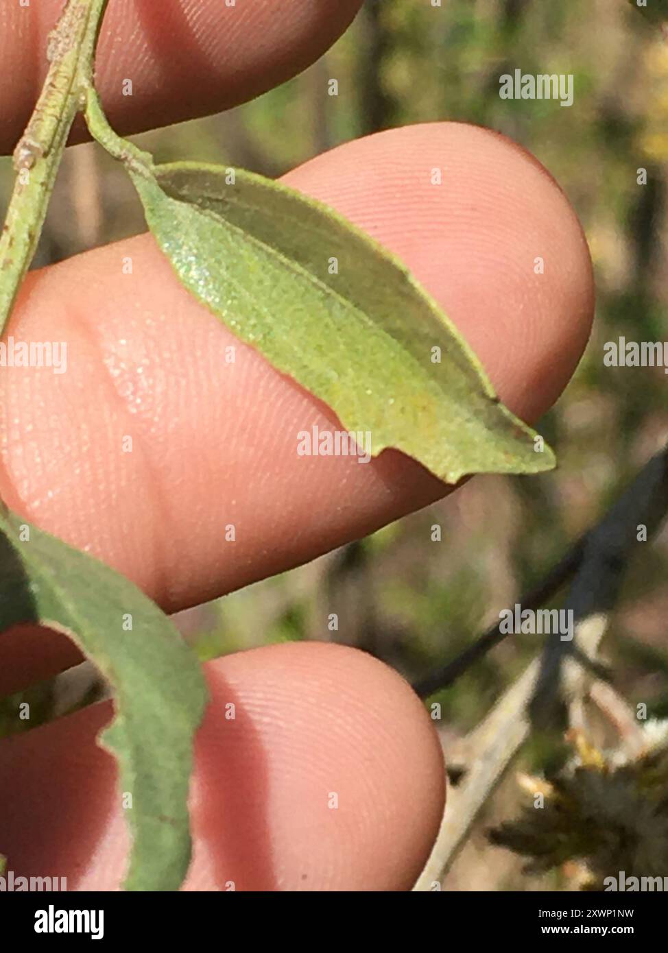 groundsel tree (Baccharis halimifolia) Plantae Stock Photo - Alamy