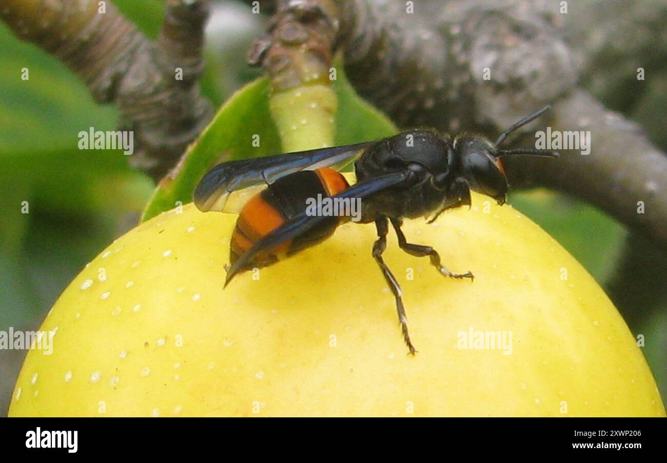 Common Wasp-mimic Bee (Hyleoides concinna) Insecta Stock Photo - Alamy