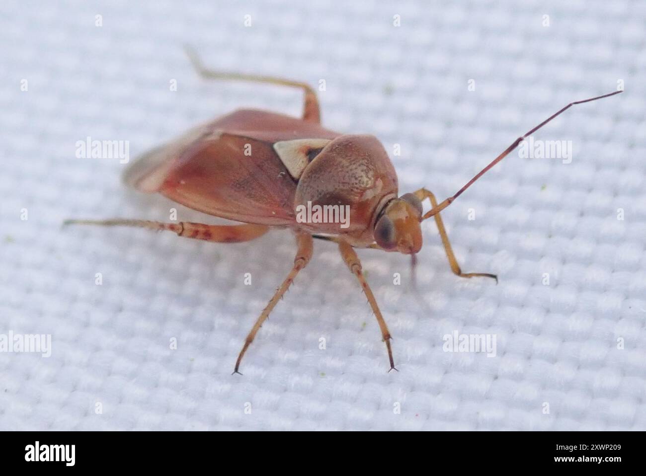 Lygus Bugs (Lygus) Insecta Stock Photo - Alamy