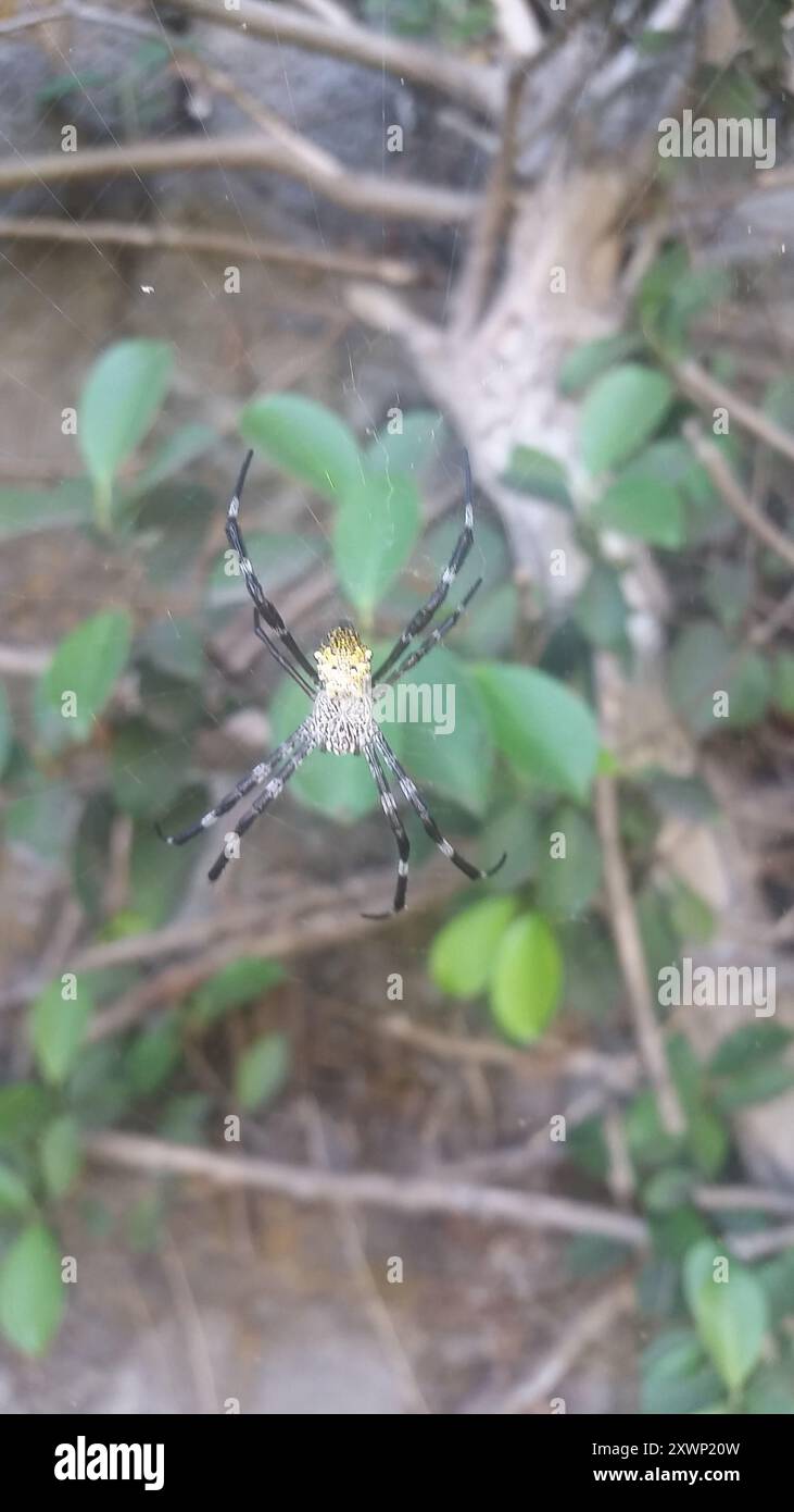 Hawaiian Garden Spider (Argiope appensa) Arachnida Stock Photo - Alamy