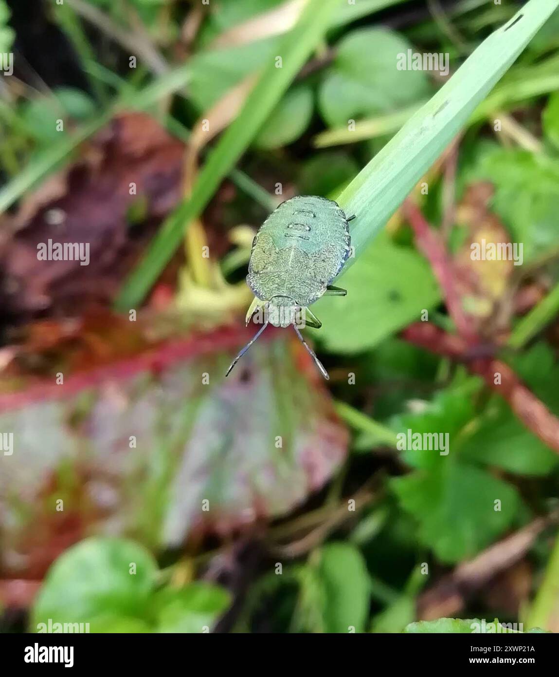 Green Shield Bug (Palomena prasina) Insecta Stock Photo - Alamy