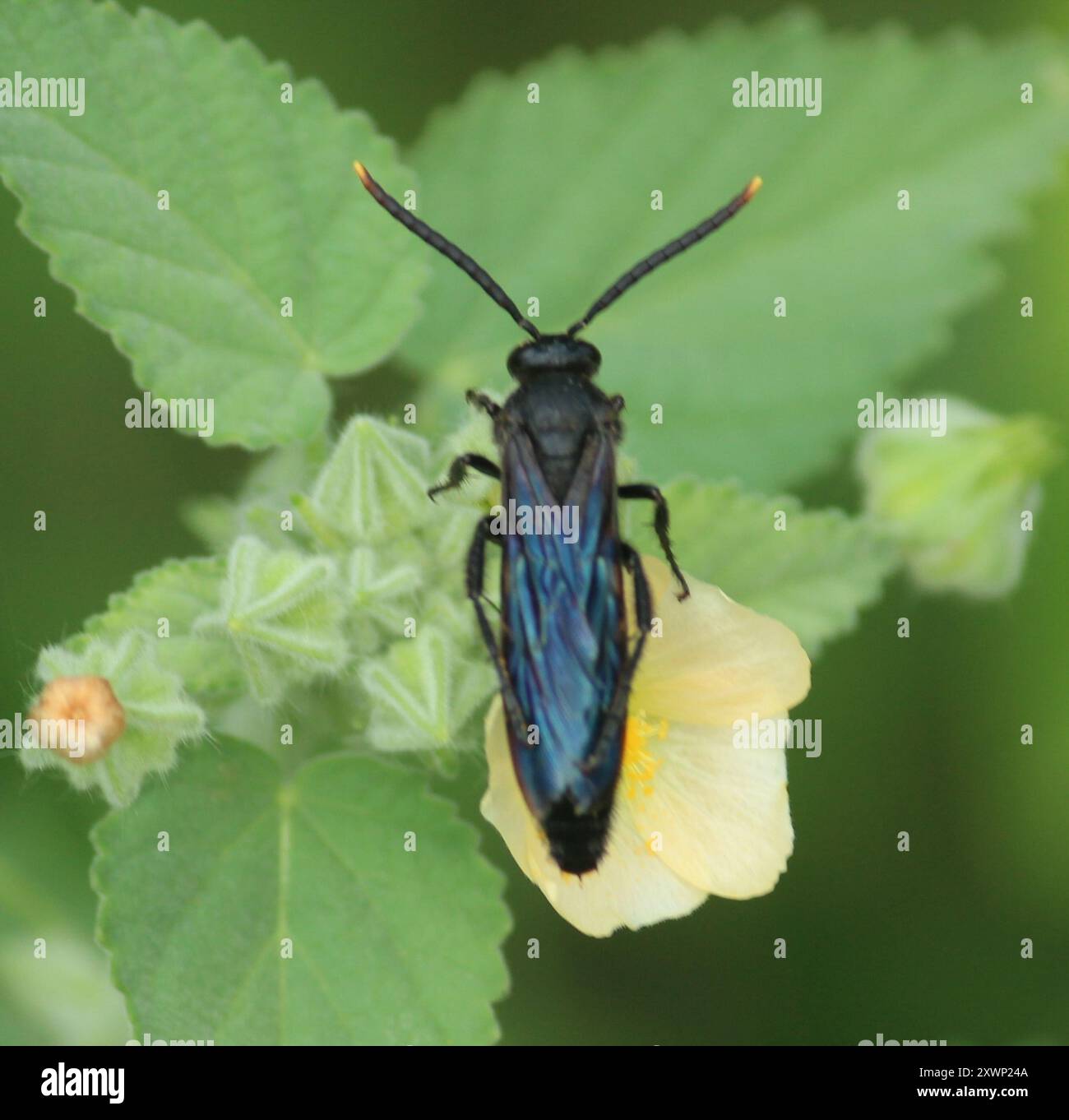 Scoliid Wasps (Scoliidae) Insecta Stock Photo - Alamy