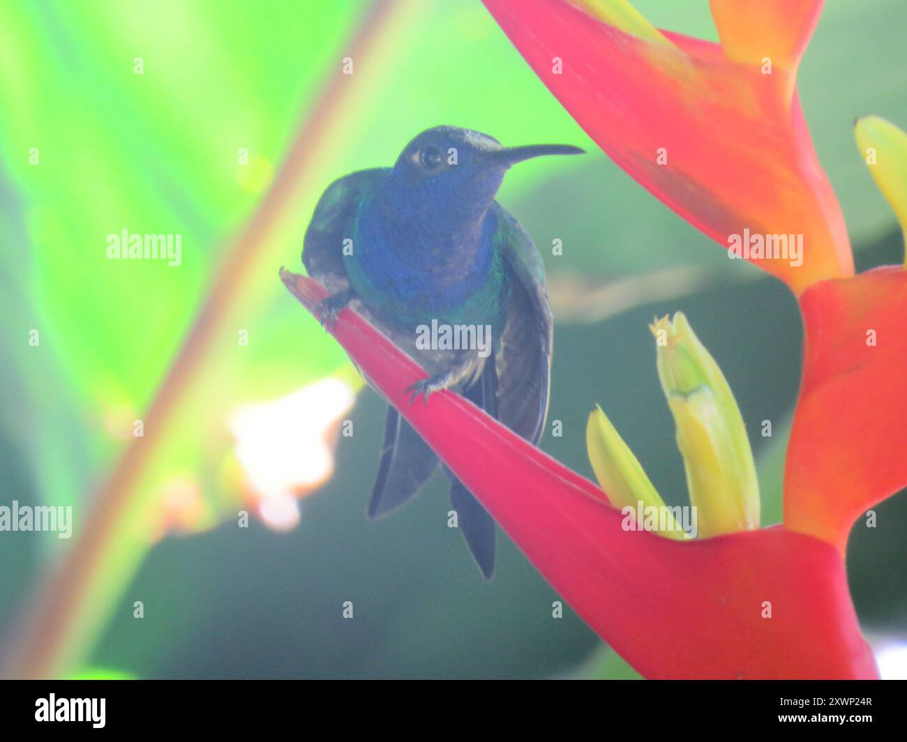 Swallow-tailed Hummingbird (Eupetomena macroura) Aves Stock Photo - Alamy