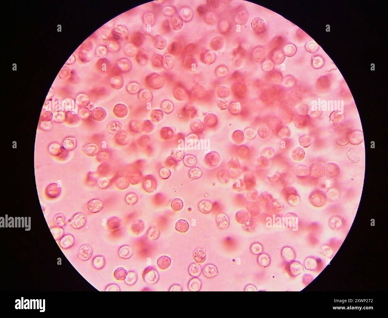 Asian Beauty (Radulomyces copelandii) Fungi Stock Photo - Alamy