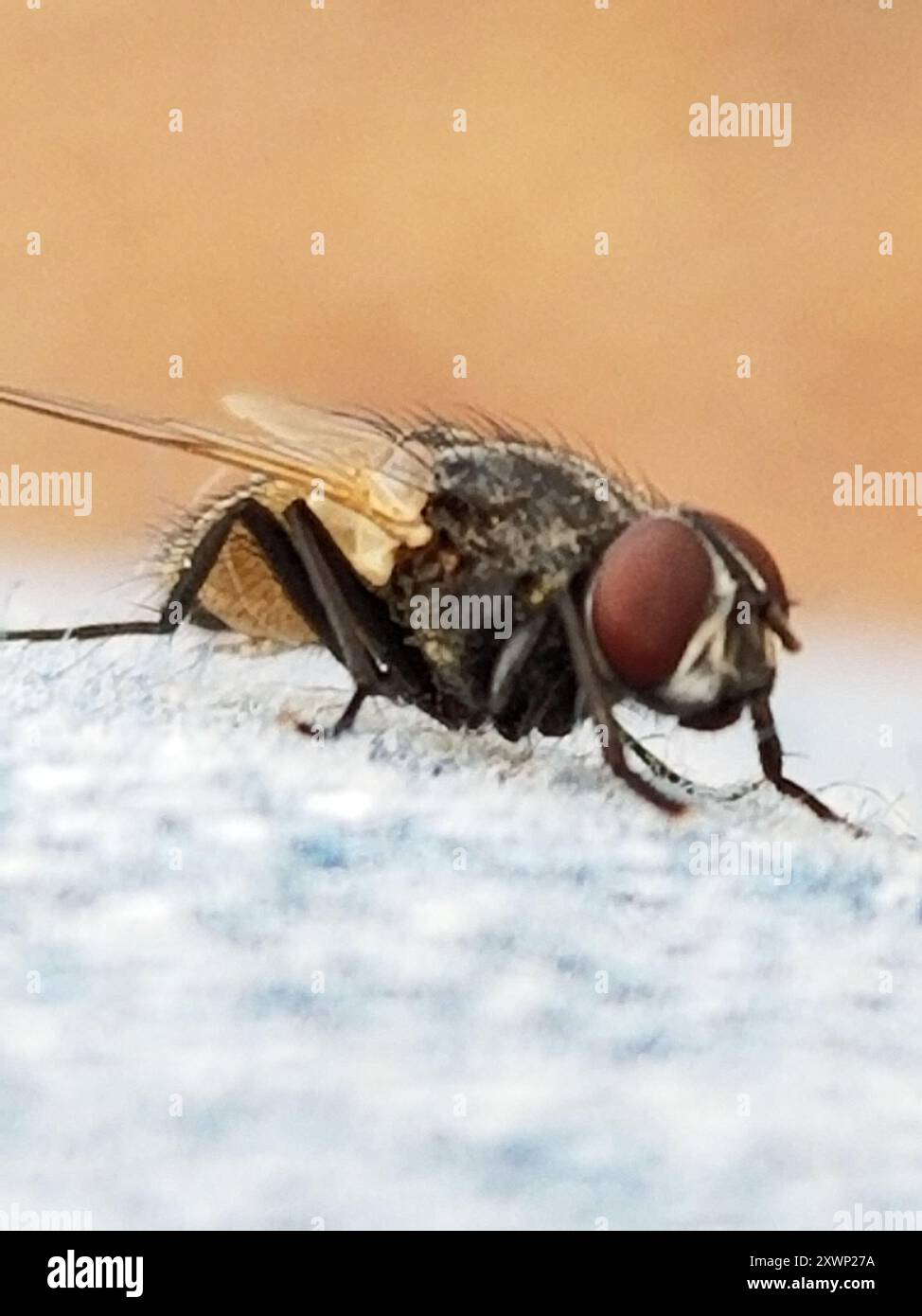 Common House Fly (Musca domestica) Insecta Stock Photo - Alamy