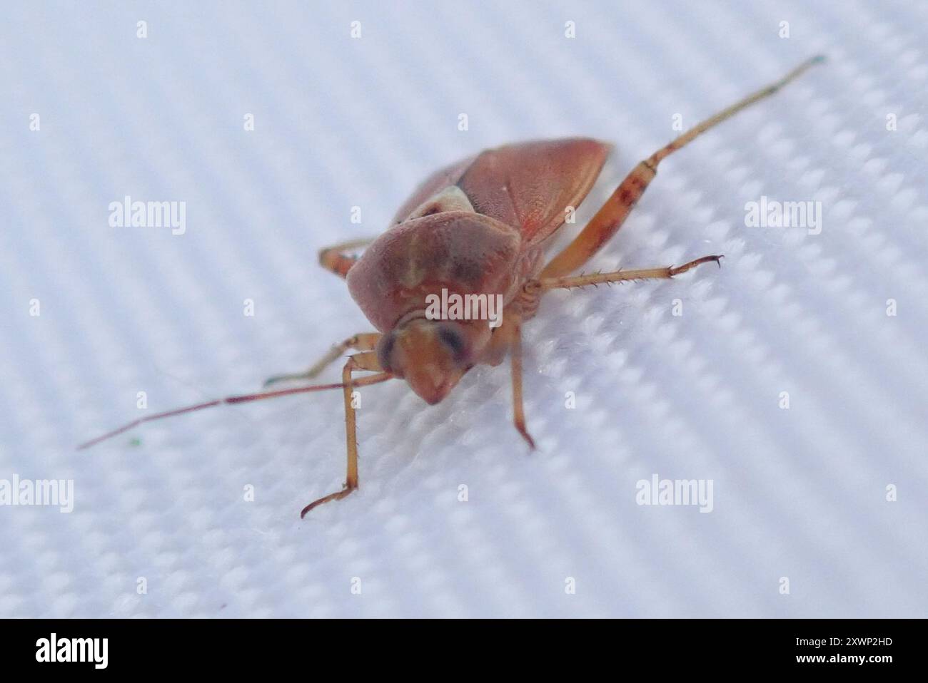 Lygus bugs hi-res stock photography and images - Alamy