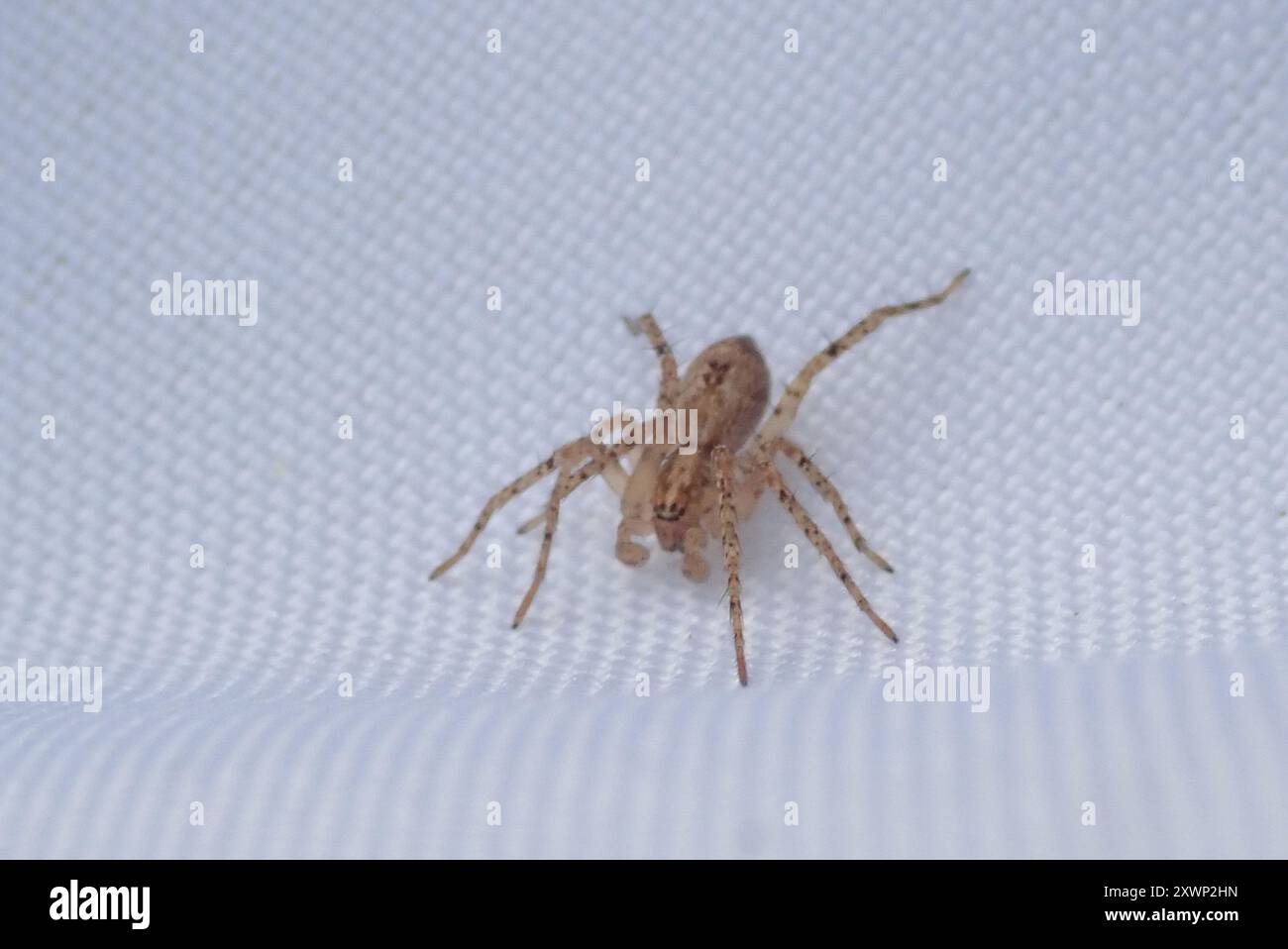 Buzzing Spider (Anyphaena accentuata) Arachnida Stock Photo - Alamy