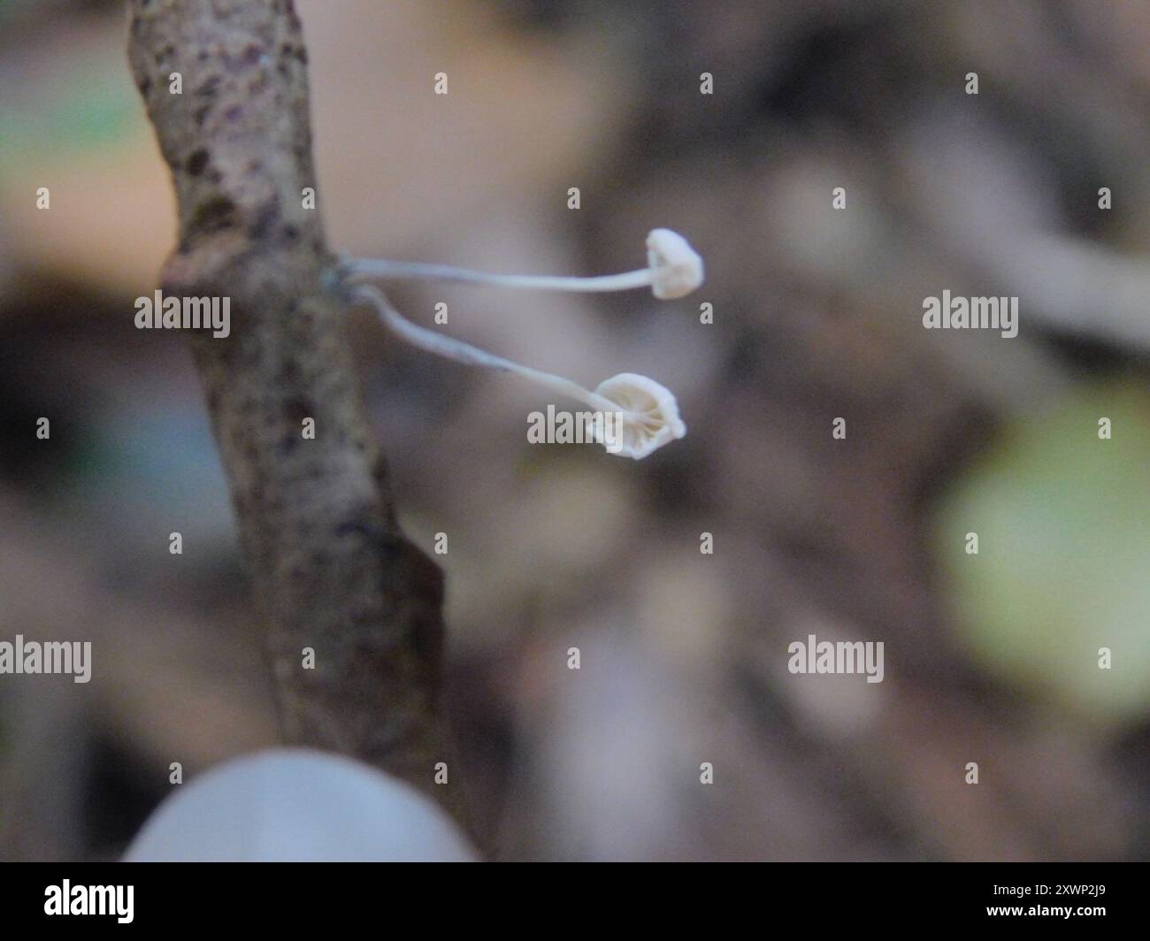 pinwheel family (Marasmiaceae) Fungi Stock Photo - Alamy