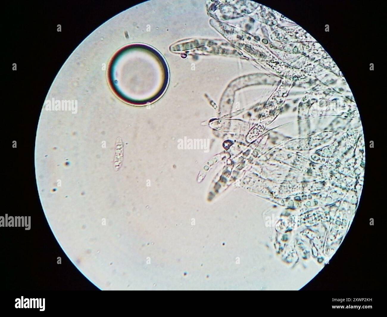 (Calycina lactea) Fungi Stock Photo - Alamy