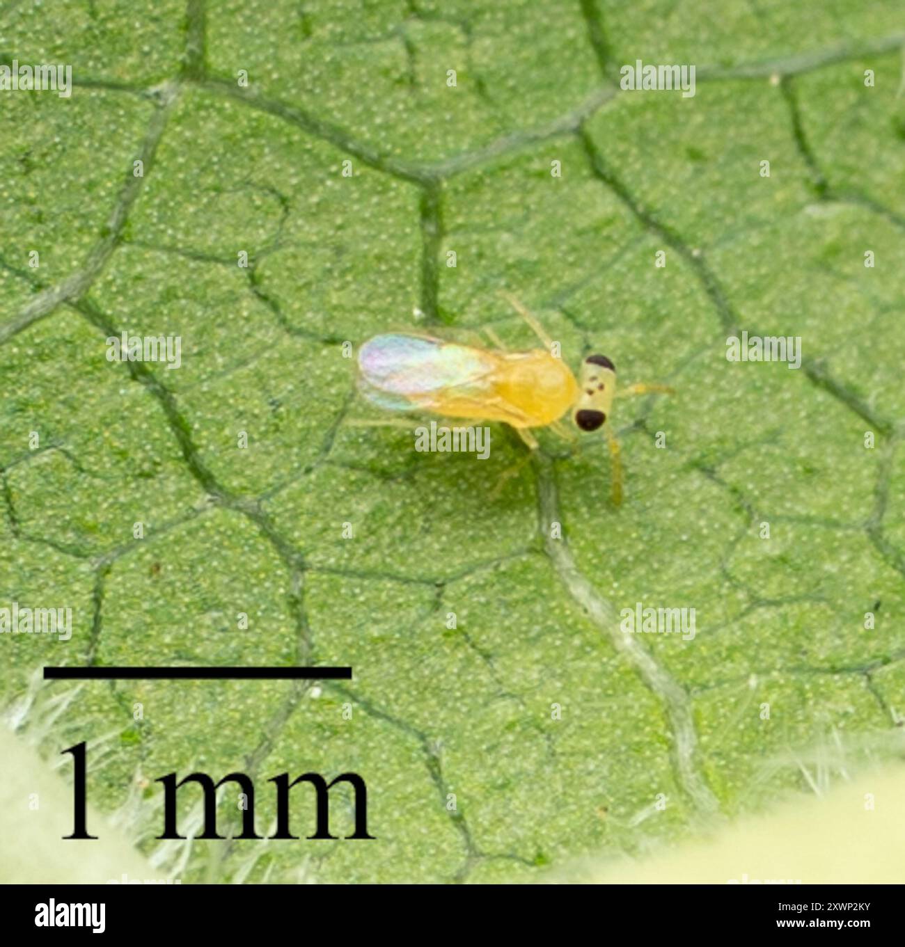 Encarsia hi-res stock photography and images - Alamy