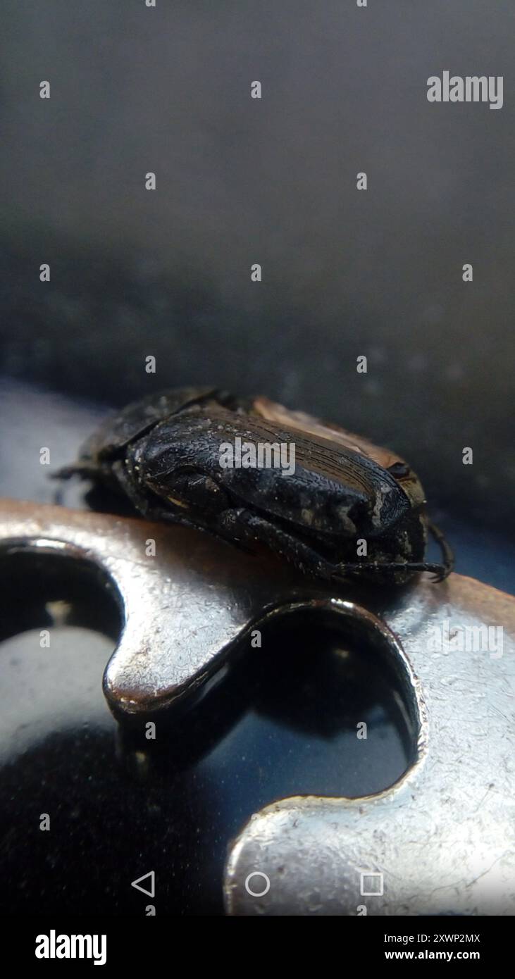 Mediterranean Spotted Chafer (Oxythyrea funesta) Insecta Stock Photo ...