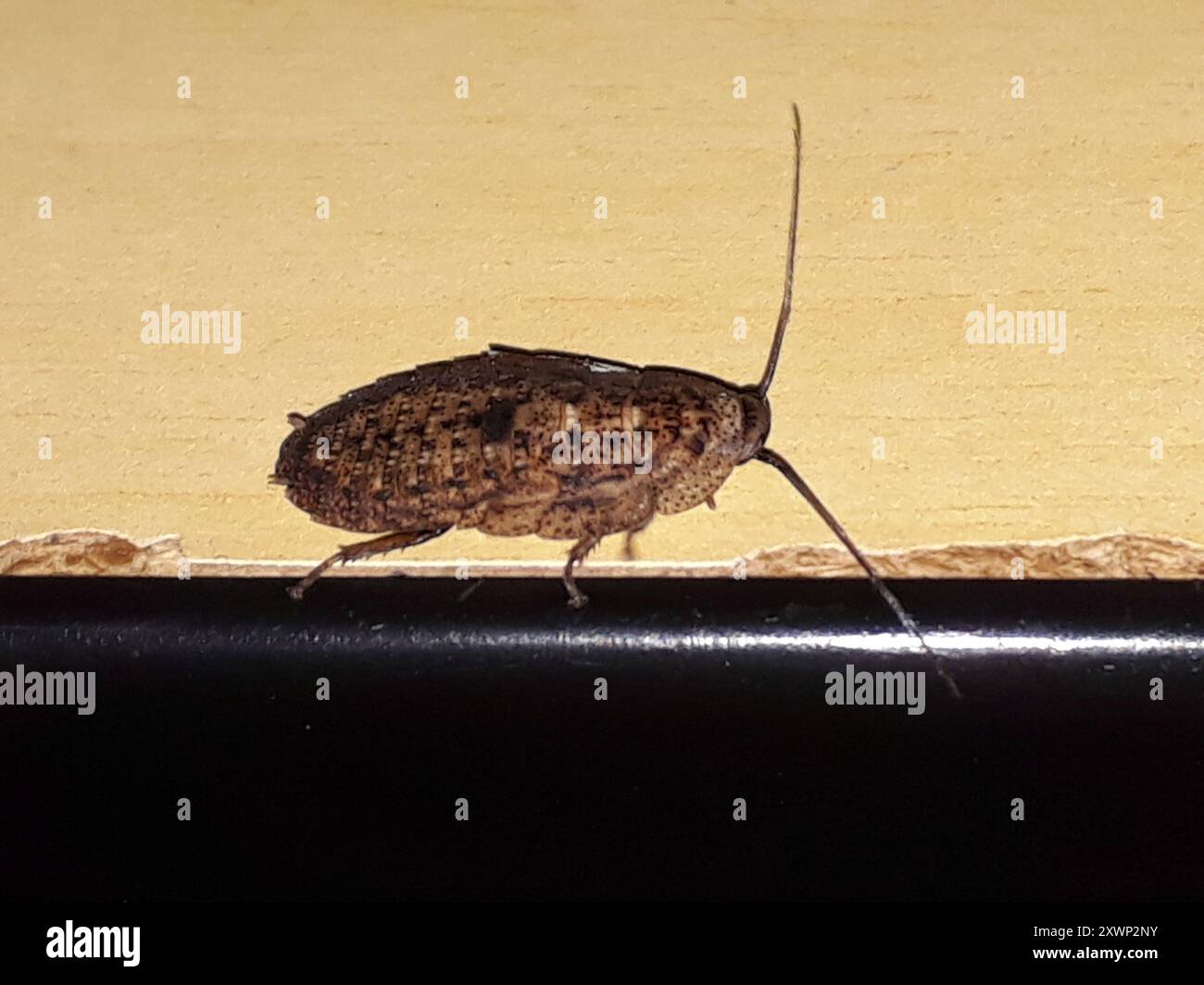 Giant Cockroaches (Blaberidae) Insecta Stock Photo - Alamy