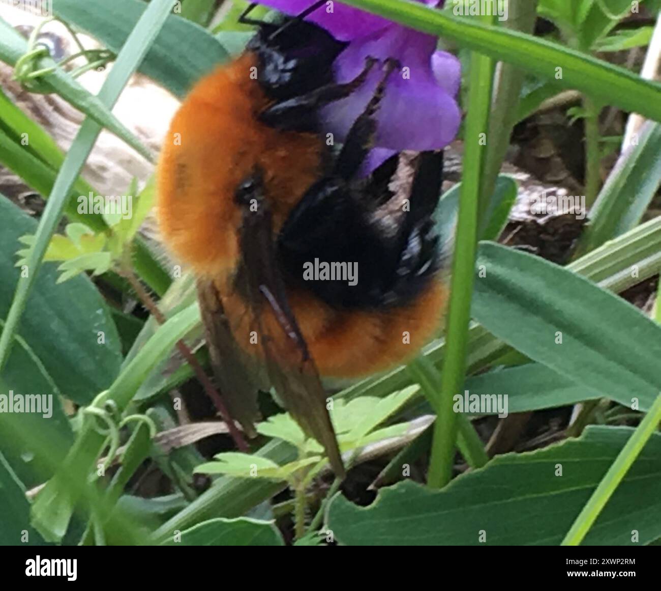 Bombus dahlbomii hi-res stock photography and images - Alamy
