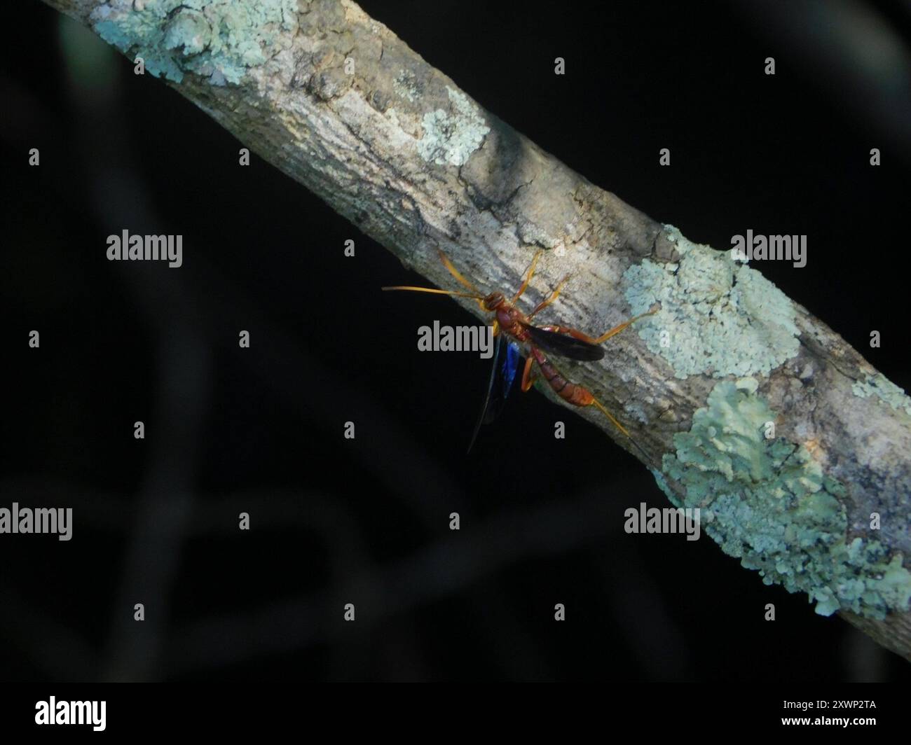 Grallator hi-res stock photography and images - Alamy