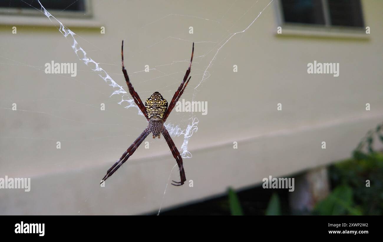 Hawaiian Garden Spider (Argiope appensa) Arachnida Stock Photo - Alamy