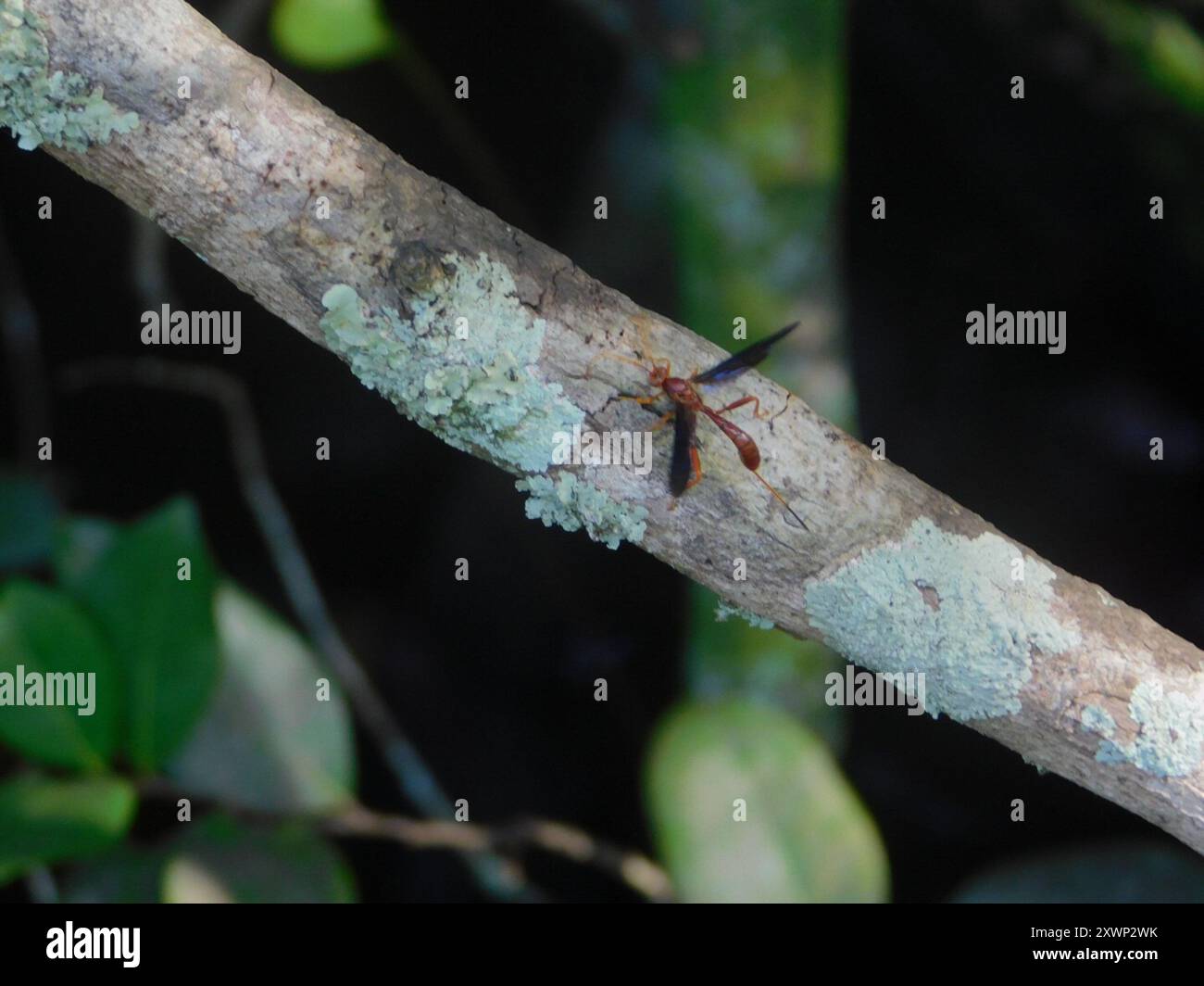 Grallator hi-res stock photography and images - Alamy