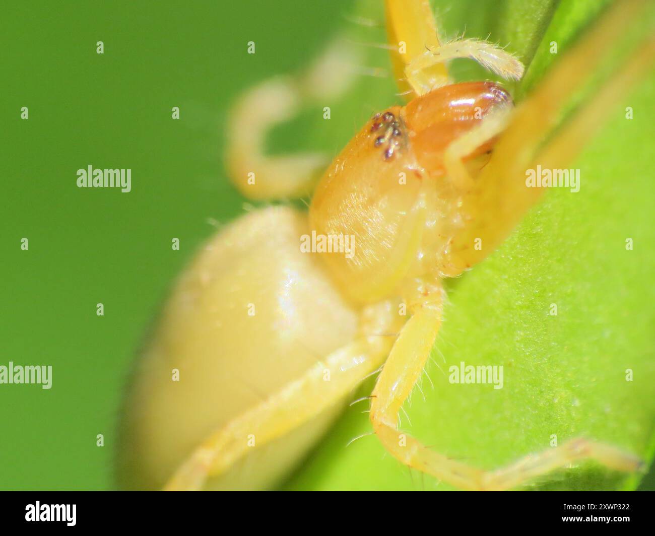 Ghost Spiders (Anyphaenidae) Arachnida Stock Photo - Alamy