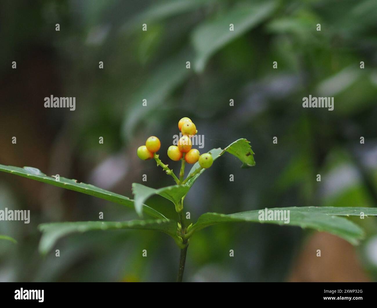 Glabrous Sarcandra Herb (Sarcandra glabra) Plantae Stock Photo - Alamy