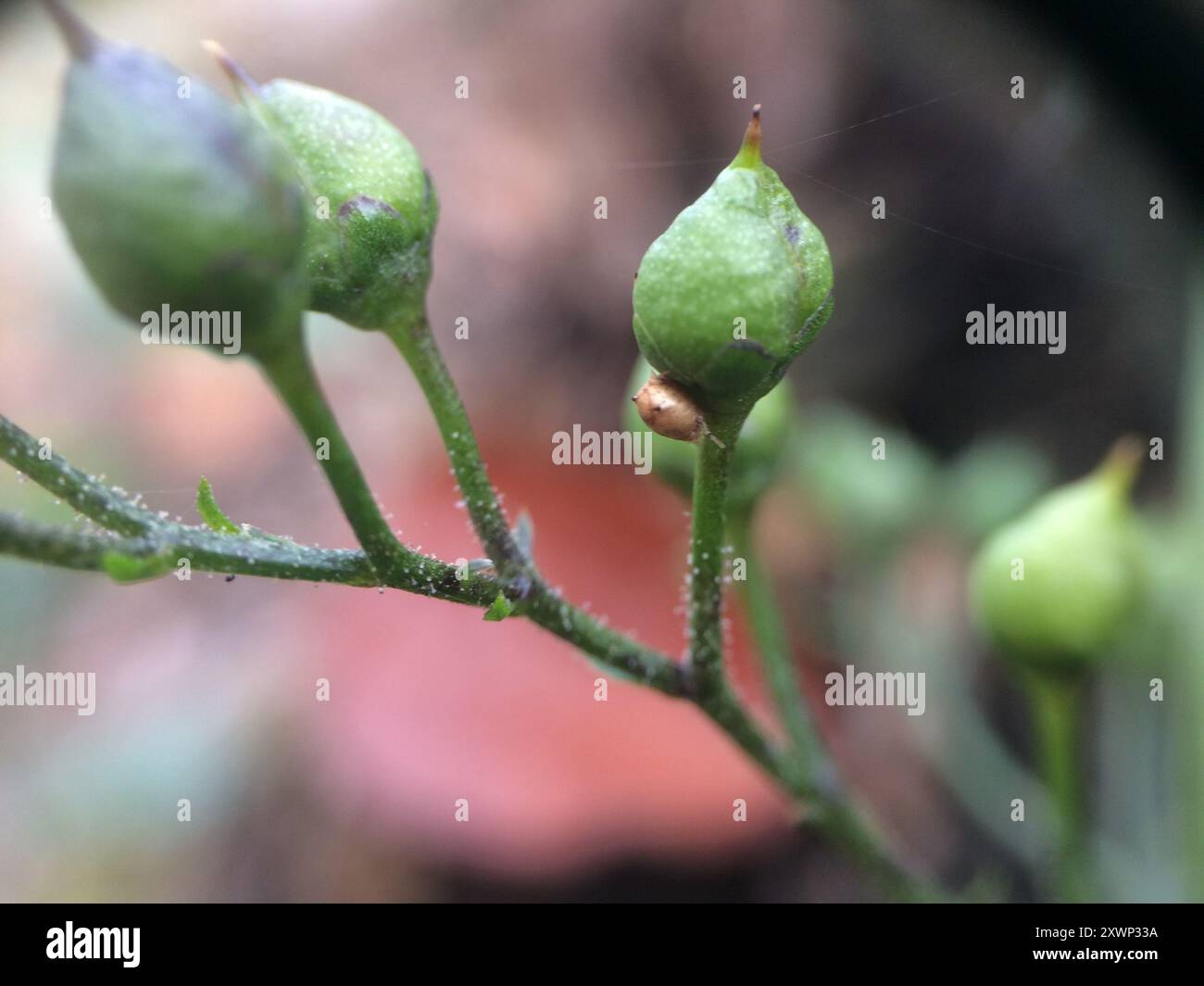 Common Figwort (Scrophularia nodosa) Plantae Stock Photo - Alamy