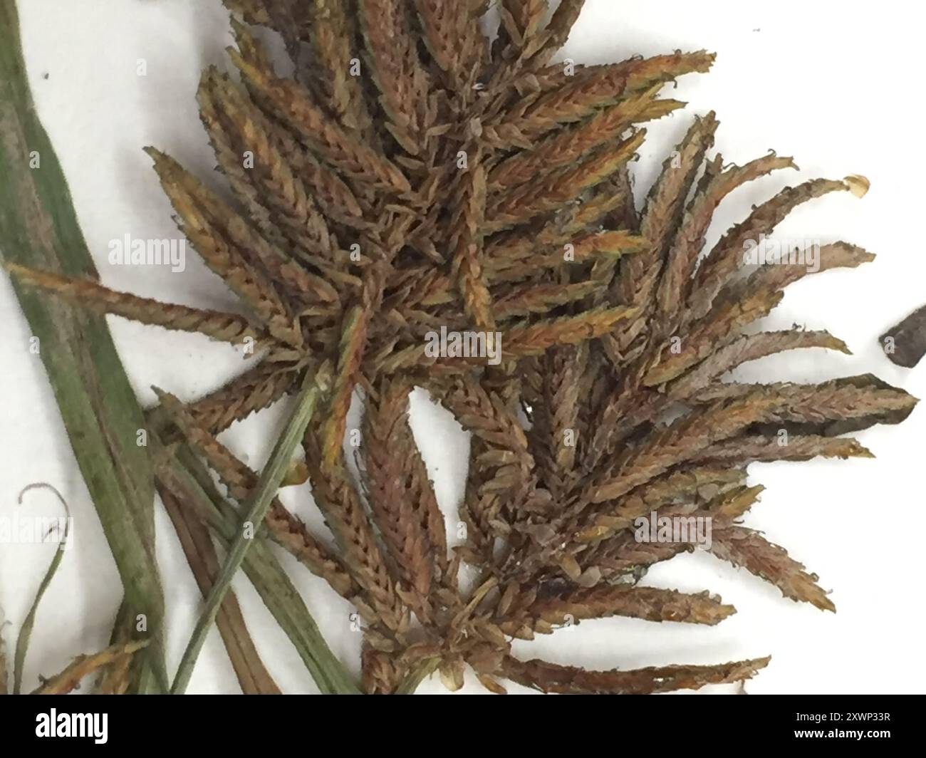 redroot flatsedge (Cyperus erythrorhizos) Plantae Stock Photo - Alamy