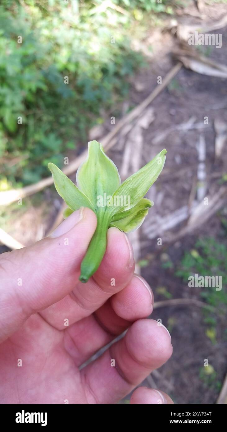 Mauritius hemp (Furcraea foetida) Plantae Stock Photo - Alamy