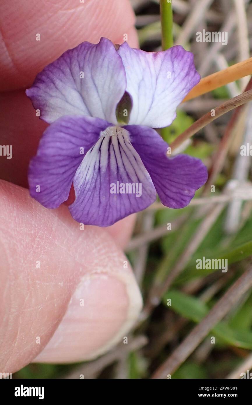 Mountain Violet (Viola betonicifolia) Plantae Stock Photo - Alamy