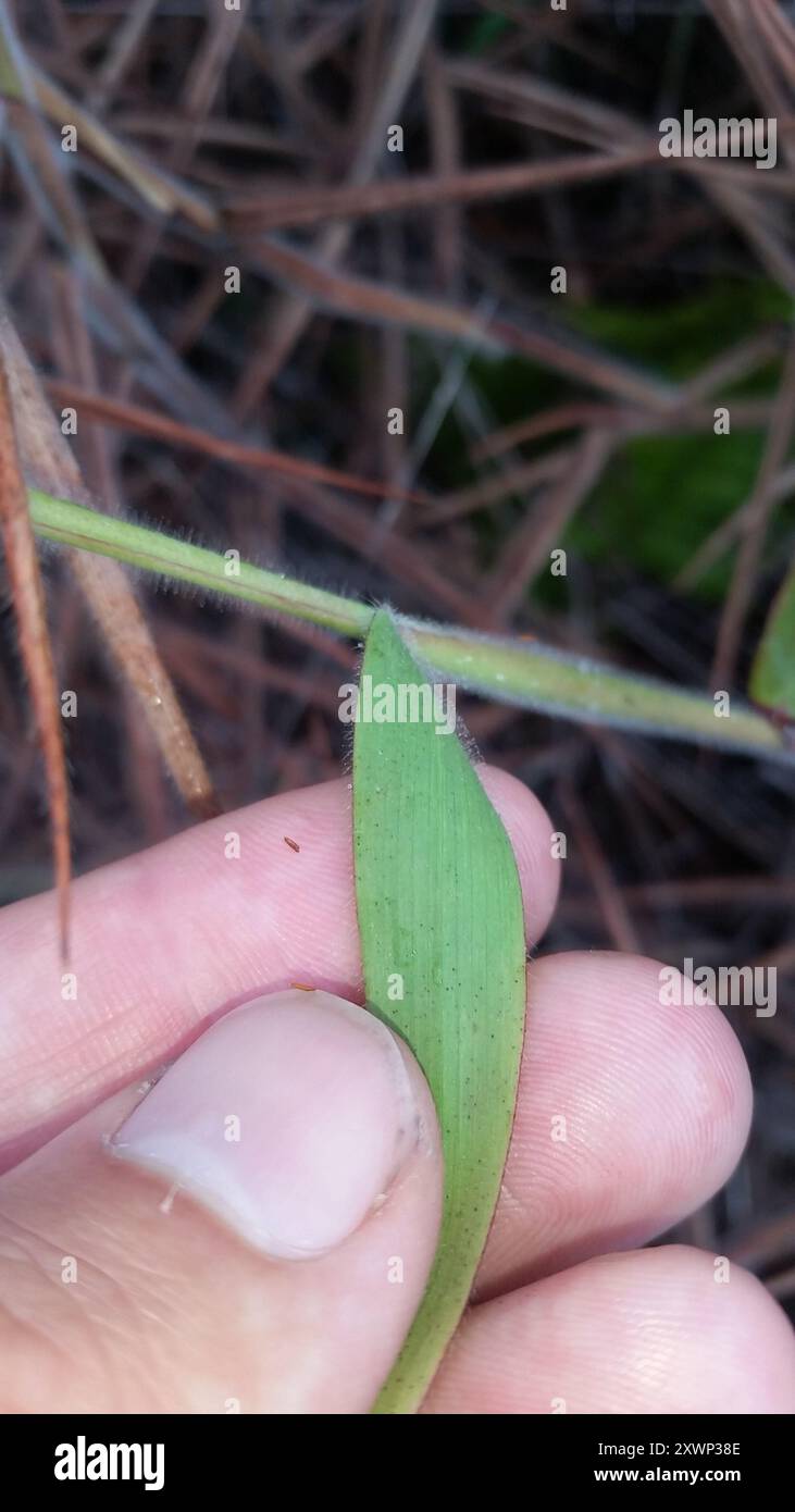 Molasses Grass Melinis Minutiflora Plantae Stock Photo Alamy