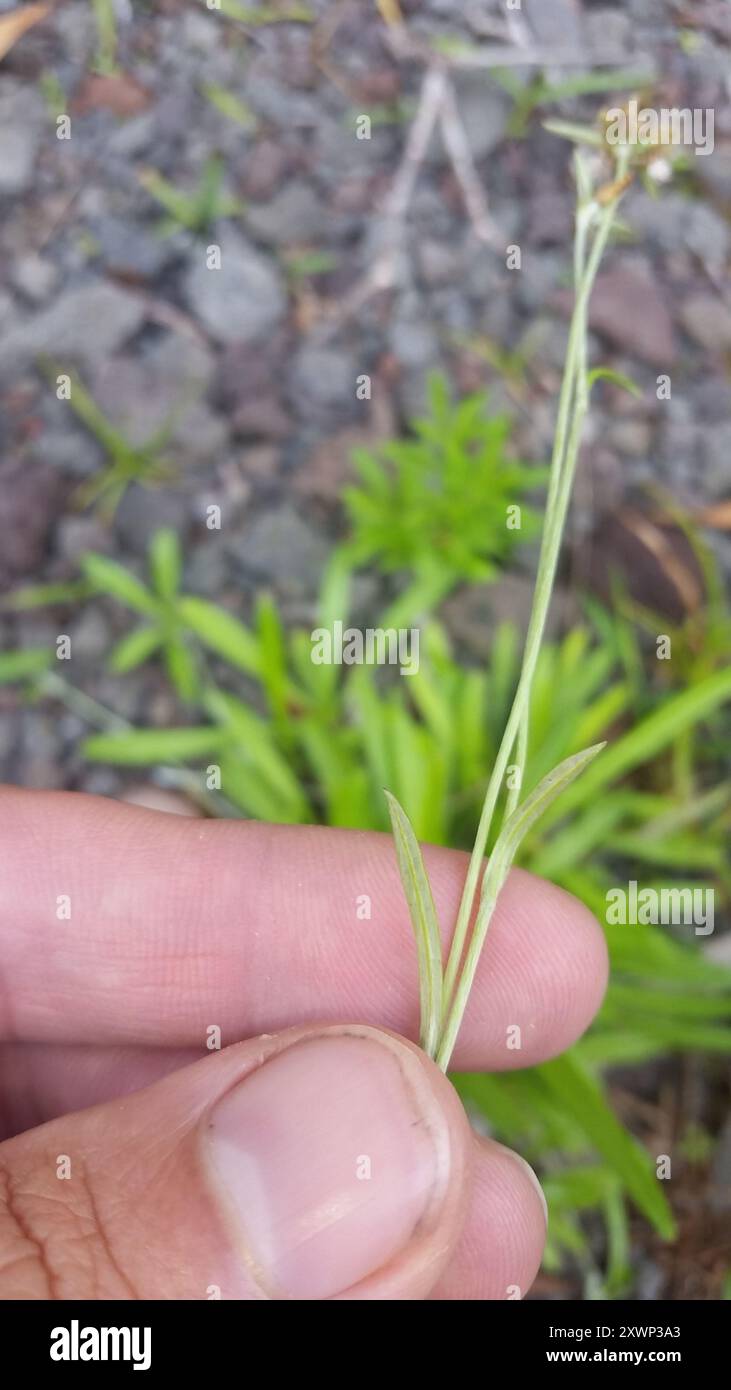 globe cottonleaf (Euchiton sphaericus) Plantae Stock Photo - Alamy