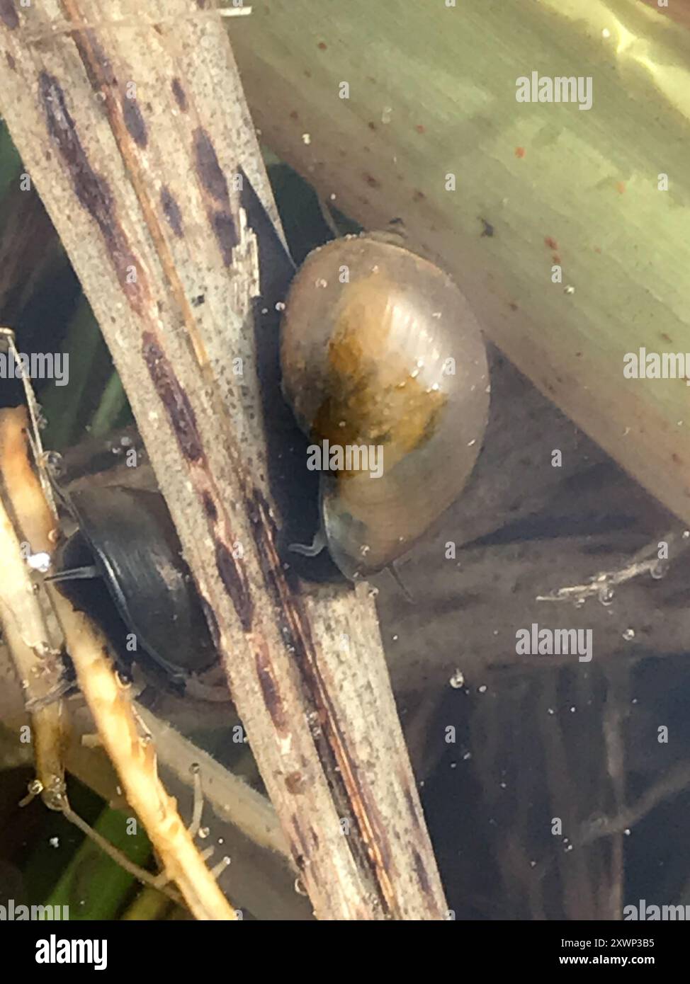 Bladder Snails (Physidae) Mollusca Stock Photo - Alamy
