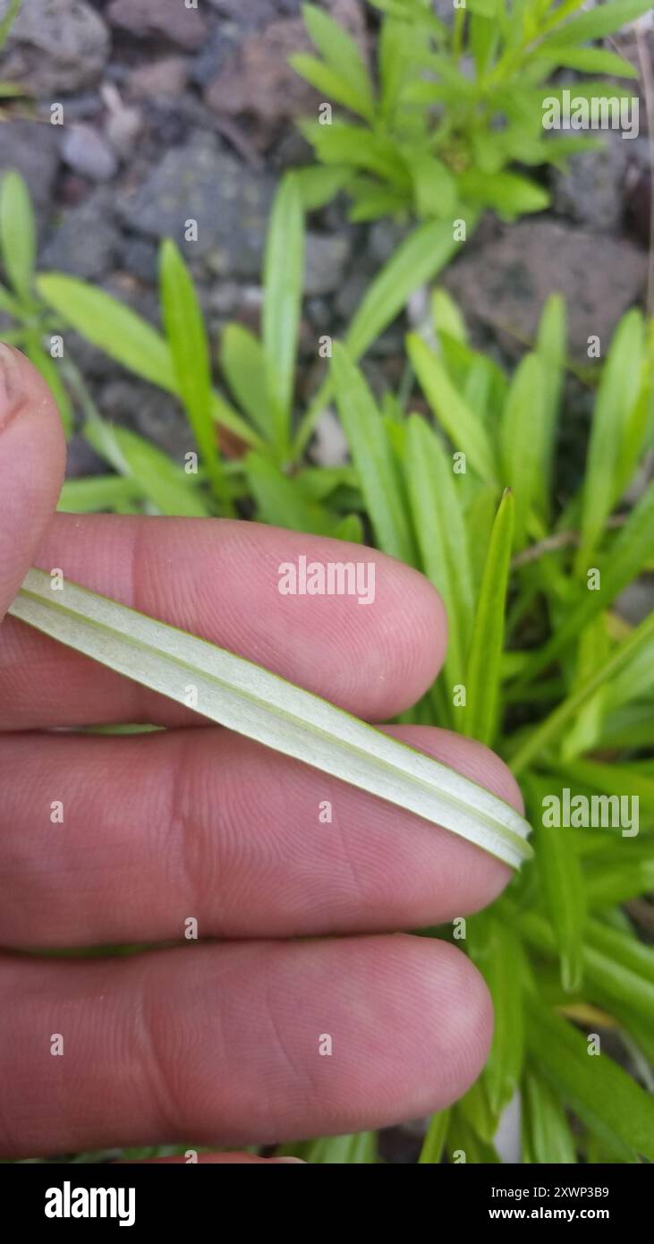 globe cottonleaf (Euchiton sphaericus) Plantae Stock Photo - Alamy